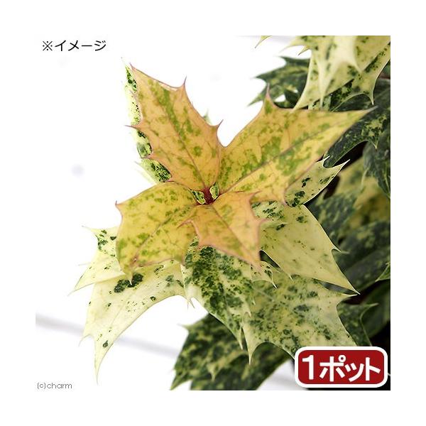 _gardening　ガーデニング　emporio　all_plants　観葉植物　背丈２０〜５０ｃｍ　emporio600_399　ichiba1105　クリスマス　itiba1115　植物　育て方　育成方法　栽培方法　ヒイラギ　jity...