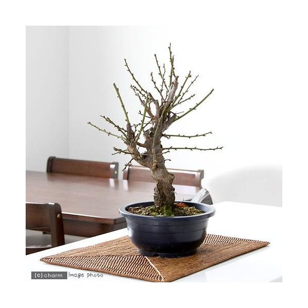 （観葉植物）　ガーデニング　山野草　花　花木　梅苗木　ウメ　梅　梅の花　梅盆栽　盆栽　育て方　育成方法　栽培方法　kaijyo　toukihassouhuka