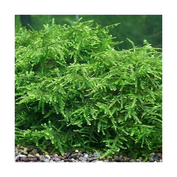 熱帯魚　ウィローモス特集　活着する水草（コケの仲間）　水草　コケ（モス類）　sakura0313水草　all_plants　ウィローモス　nasuo11　biaod75　wp_kywrd　saki27to09　ウィーピング　カップ　パック