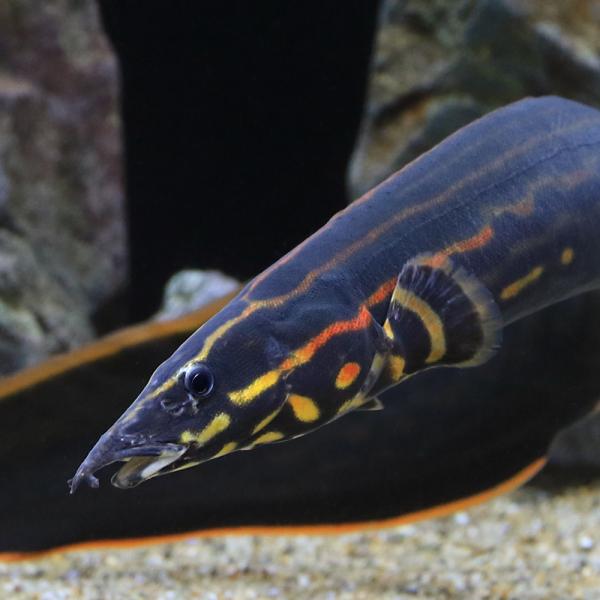 PF_SPQ　fish_database　熱帯魚・エビ他　その他の熱帯魚　その他の仲間　マスタセンベルスエリスロタエニア　Ｍａｓｔａｃｅｍｂｅｌｕｓ　ｅｒｙｔｈｒｏｔａｅｎｉａ　１匹　ファイアースパイニーイール　MS0105　レッド・スパイ...
