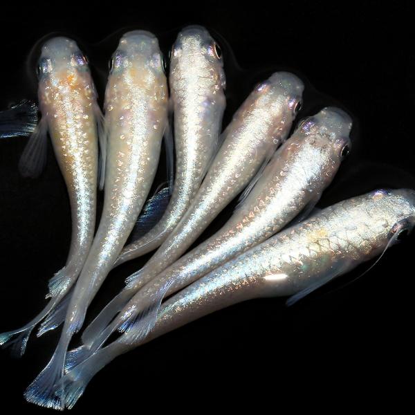 _aqua　Oryzias　latipes　var.　ビオトープにおすすめの生体　biotope　cool　熱帯魚　エビ他　日本産メダカ　幹之(ミユキ)メダカ　medaka幹之　オーロラメダカ　nittan_medaka_miyuki　改良...