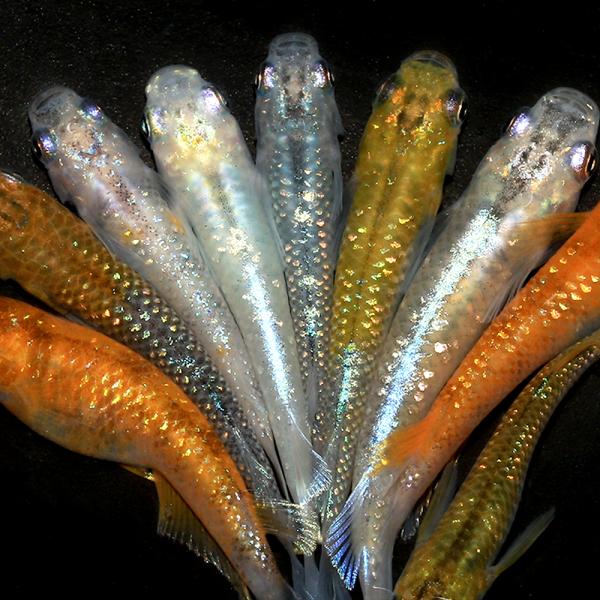 _aqua　Oryzias　latipes　var.　ビオトープにおすすめの生体　biotope　cool　熱帯魚　エビ他　日本産メダカ　幹之(ミユキ)メダカ　medaka幹之　オーロラメダカ　nittan_medaka_miyuki　改良...