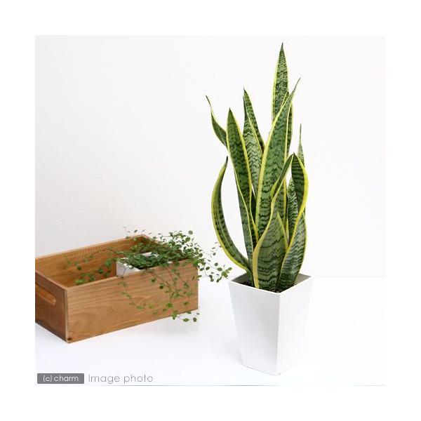 観葉植物　ガーデニング　背丈２０〜５０ｃｍ　マイナスイオン　サンスベリアシリーズ　プラ鉢サンスベリア　20110825　20140129　育て方　育成方法　栽培方法　サンセベリア　トラノオ　虎の尾　newyearplant　空気浄化　空気清...