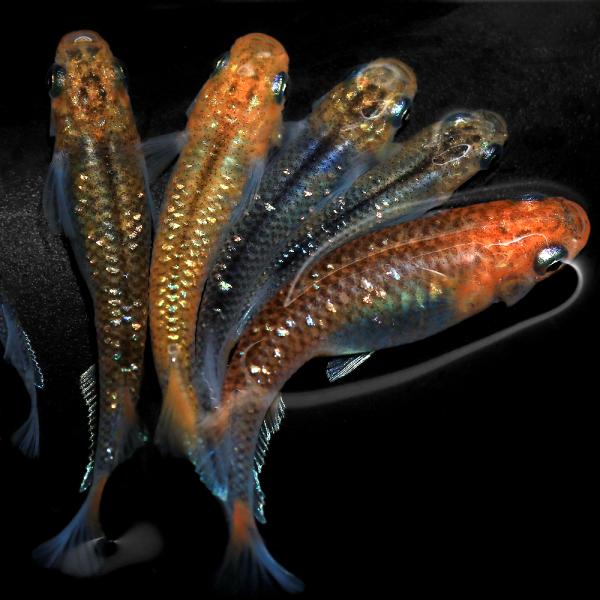 _aqua　Ｏｒｙｚｉａｓ　ｌａｔｉｐｅｓ　ｖａｒ．　ビオトープにおすすめの生体　biotope　cool　熱帯魚　エビ他　日本産メダカ　幹之（ミユキ）メダカ　medaka幹之　オーロラメダカ　夜桜　キッシング　上州めだか　上州　岡田　ni...