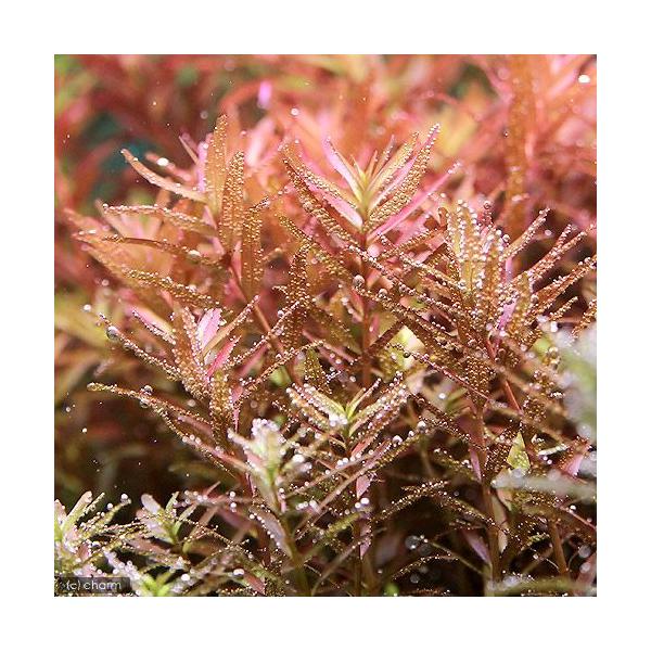 Rotala_dyforiacoro　熱帯魚　_aqua　水草　後景草　赤い　ミソハギ科　キカシグサ属　20121116S44kk　autumn_wp　wptop4_181226　ロトンジフォリア　ロトゥンディフォリア　ロターラ
