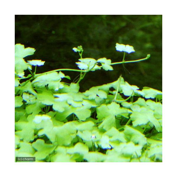 Hydrocotyle　Tripartita　水草　前景草　横に広がる　all_plants　オーストラリアンノチドメ　オーストラリアン　ノチドメ　チドメ　クローバー　オーストラリアンクローバー　ドワーフ　ヒドロコティレ　オークロ　ハイドロ...