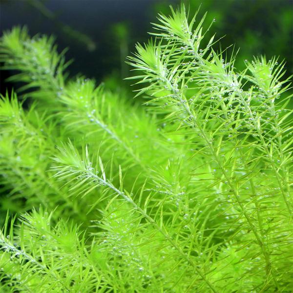 熱帯魚　_aqua　有茎　マ行　水草　後景草　きめ細かい　all_plants　水草0423　水草0503　gnmlk85　wplnts22　wp_kywrd　hruda37　onecoin水草0322　wpkuku0312　wptop4_...