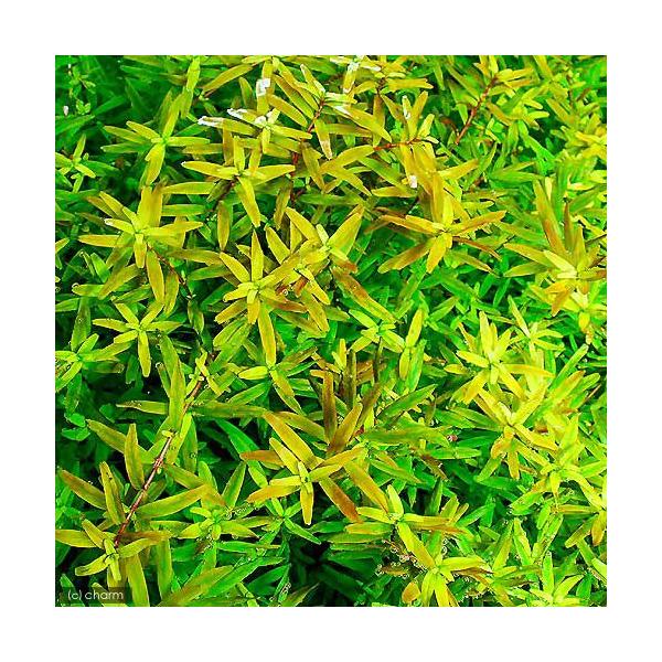 Rotala_ceylon　熱帯魚　_wp　Ｒｏｔａｌａ　ｓｐ．”Ｃｅｙｌｏｎ”　有茎　ヤ行　水草　後景草　明るい　wp_kywrd　greeng11　セイロン302　_aqua　wptop4_190130　ロタラ　セイロン　kansya0...