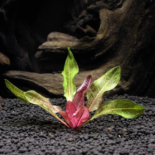 PF_SPQ　水草　前景草　中景草　ワンポイント　センタープラント　赤系　水上葉　水中葉　Echinodorus　small　bear　Aquarius　スモールベア　オモダカ科　エキノドルス属　アクアリウス　エキノ　Ech　NH　2024...