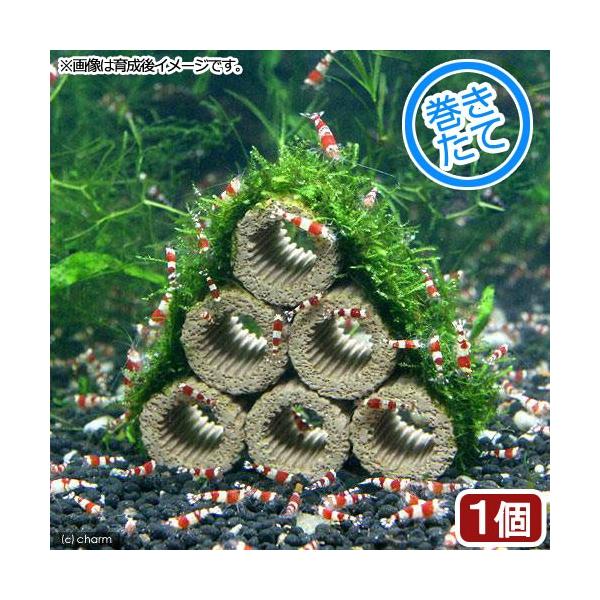 熱帯魚　_aqua　ビギナーにお勧め　水草付き流木　エビ用水草　ウィローモスはこちら　ろ材素材はこちら　ハウス状はこちら　ウィローモスコテージ中はこちら　エビ居住空間はこちら　CO2なしでも育つ水草　水草　all_plants　ウィローモス...