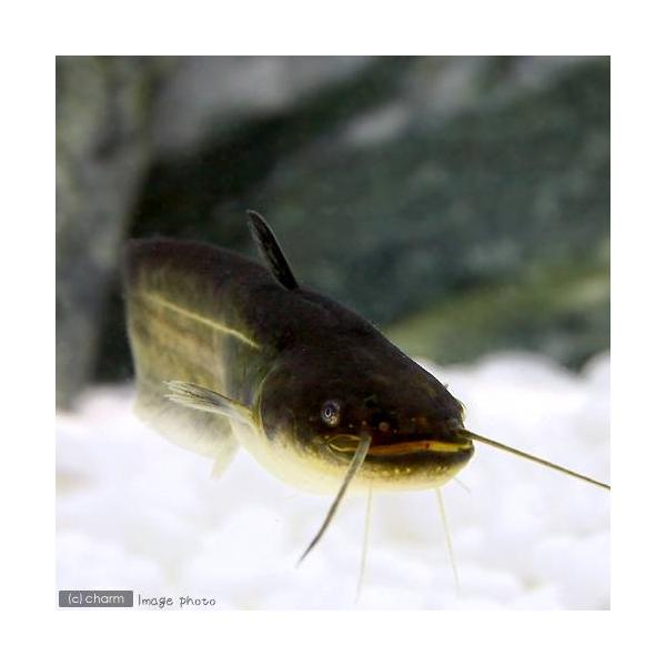 生体　_aqua　熱帯魚・エビ他　日本産淡水魚　日淡　川魚　Ｓｉｌｕｒｕｓ　ａｓｏｔｕｓ　ニホンナマズ　マナマズ　ヘコキ　fish_database　y24m05　20240506　RT kaijyo　restock　select01king