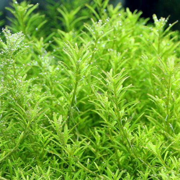 Rotala_Wayanad　熱帯魚　_aqua　Rotala　sp."Wayanad"　有茎　ヤ行　ナンセアンの仲間　水草　後景草　明るい　ワイナード302　all_plants　atetf60　wp_kywrd　sougen_serie...