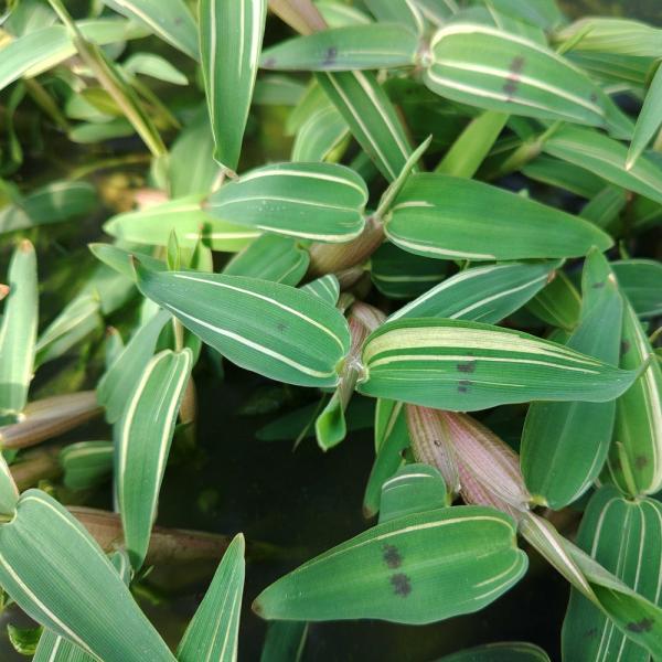 PF_SPQ　ビオトープ　ガーデニング　水辺植物　浮き草　浮草　ビオ植物　イネ科　ヒグロリーザ属　ヒグロリーザアリスタータストライプ　ハイグロリザアリスタータ　ヒルムシロシバ　蛭蓆芝　Hygrorhyza　Aristata“stripe"　...