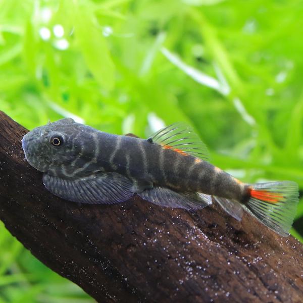 PF_SPQ　熱帯魚・エビ他　ローチの仲間　タニノボリ・吸い付き系　ブラッディマリーヒルストリームローチ　１匹　コイ　ラスボラ等　Ｇａｓｔｒｏｍｙｚｏｎ　ｓｐ．　ローチ・ボーシャ　corydoras_roach　ガストロミゾン　202407...