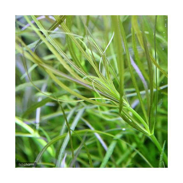 PF_SPQ　熱帯水草　後景草　細い　繊細　長葉　細葉　ナローリーフ　初心者　ポゴステモン　オクトパス　メンメン　Pogostemon　Mengmeng　all_plants　20100906　YS　p5mizbrk2305