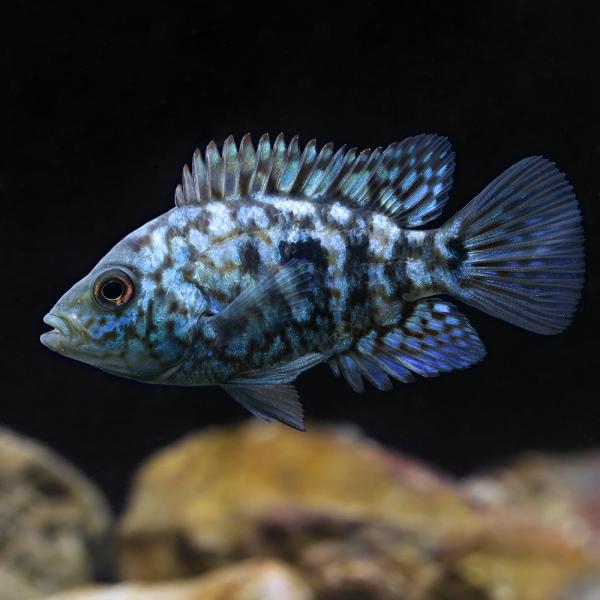 PF_SPQ　_aqua　熱帯魚・エビ他　シクリッド　アメリカンシクリッド　テキサスシクリッド　１匹　fish_database　中南米産　southamerican_scrid　cichlid_beta　ヘリクティス　カーピンテ　エスコン...