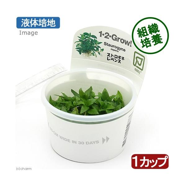 PF_SPQ　_aqua　熱帯魚　水草　前景草　草原のような　all_plants　水中葉の活きの良さが違う　20100608　ＹＳ　20100619　wp_kywrd　ＡＴ　ワンツーグロウ　組織培養　カップ　wp_soshiki　48ｋｋ...