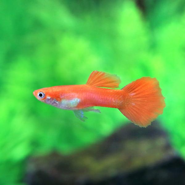 熱帯魚・エビ他　グッピー　系統で選ぶ　ノーマル系　3匹　ビギナーにオススメ  RH  20240625　y24m06