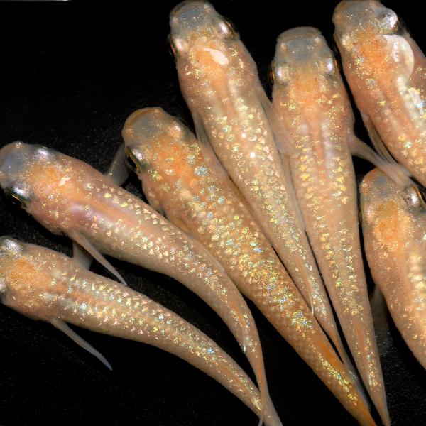 Ｏｒｙｚｉａｓ　ｌａｔｉｐｅｓ　ｖａｒ．　biotope　熱帯魚　エビ他　黒ラメ幹之メダカ　サファイア系　サファイアメダカ　背びれあり　20240807　KE　kaijyo　メダカ　メダカ生体　ピンクサファイアメダカ　さくら　メダカの館　ｙ...