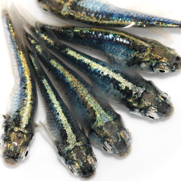 _aqua　金魚　メダカ　Ｏｒｙｚｉａｓ　ｌａｔｉｐｅｓ　ｖａｒ．　ビオトープにおすすめの生体　biotope　cool　熱帯魚　エビ他　日本産メダカ　幹之　ミユキ　medaka幹之　nittan_medaka_miyuki　百式メダカ　ヒ...