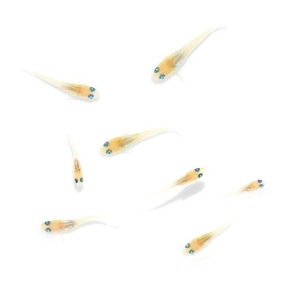 _aqua　Ｏｒｙｚｉａｓ　ｌａｔｉｐｅｓ　ｖａｒ．　ビオトープにおすすめの生体　biotope　cool　熱帯魚　エビ他　日本産メダカ　幹之（ミユキ）メダカ　medaka幹之　オーロラメダカ　nittan_medaka_miyuki　改良...