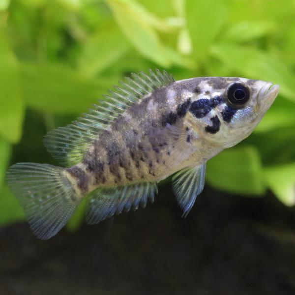 PF_SPQ　熱帯魚・エビ他　シクリッド　種類で選ぶ　アメリカンシクリッド　１匹　中南米産　キューバ　ナンドプシス　マナグエンセ　 パラクロミス　マナグエンシス　シクラソマ　ジャガーシクリッド　グァポテティグレ　ブリード　Ｎａｎｄｏｐｓｉｓ...