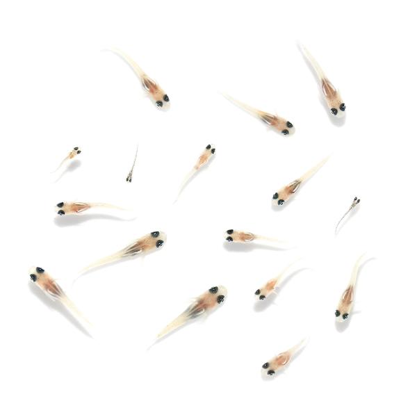 金魚　メダカ　_aqua　ｎkstMiyuki_bnr　Ｏｒｙｚｉａｓ　ｌａｔｉｐｅｓ　ｖａｒ．　ビオトープにおすすめの生体　biotope　cool　熱帯魚　エビ他　日本産メダカ　改良品種　nittan_medaka_youkihi　透明...