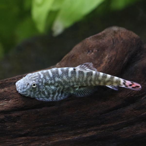 PF_SPQ　熱帯魚・エビ他　ローチの仲間　タニノボリ・吸い付き系　レッドテール　ボルネオプレコ　ピンクテールヒルストリームローチ　1匹　コイ　ラスボラ等　Gastromyzon　sp.　SK01　ローチ・ボーシャ　corydoras_ro...