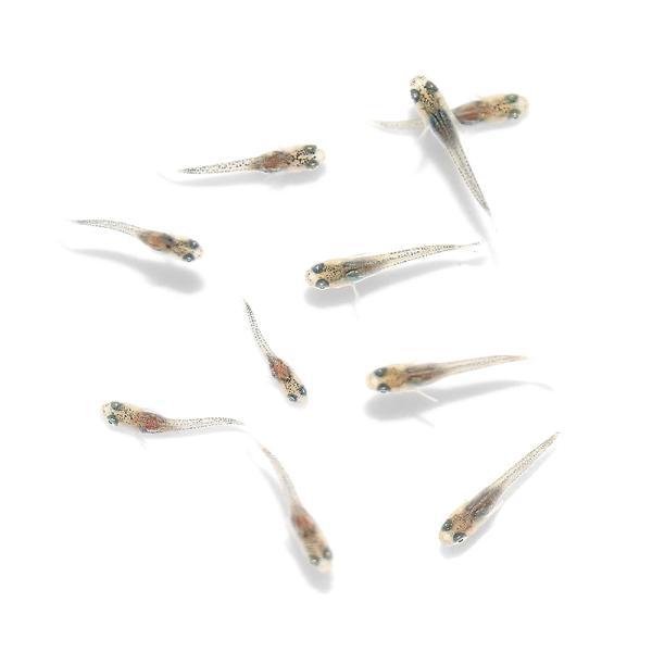 sfset　_aqua　aqua　nittan_medaka_kuro　Ｏｒｙｚｉａｓ　ｌａｔｉｐｅｓ　ｖａｒ．　ビオトープにおすすめの生体　biotope　熱帯魚　エビ他　日本産メダカ　改良メダカ　ヒカリ　めだか　バタフライメダカ　202...