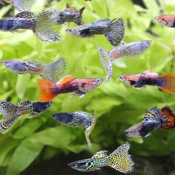 _aqua　熱帯魚・エビ他　グッピー　ノーマル系　国産ミックスグッピー　国産グッピー　３ペア　ビギナーにオススメ　初心者　セット　ＹＩ　kokusan_guppy　beginerfish_guppy　fish　bnr_tuyufish072...