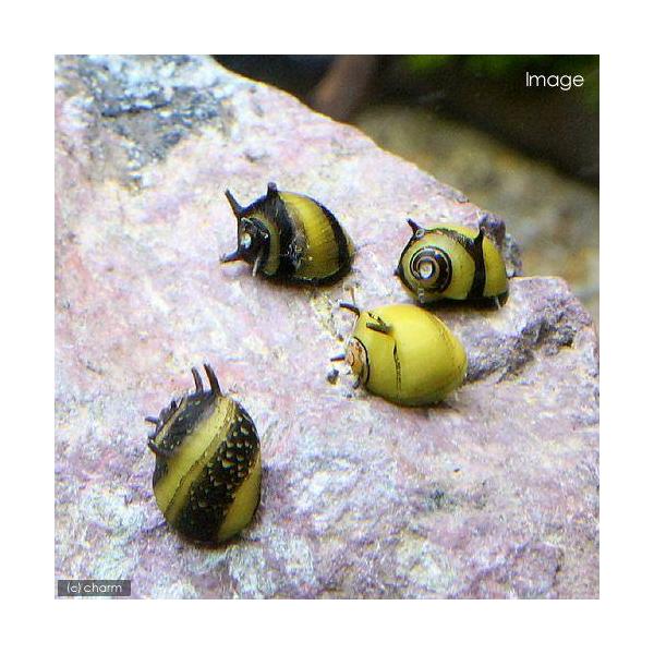 熱帯魚・エビ他　貝　種類で選ぶ　石巻・サザエ・フネアマ　カラーサザエ石巻貝　１匹　ビオトープにおすすめの生体　【コケ対策】食べさせる　毬鹿子貝　毬鹿の子貝　水槽壁面のコケを綺麗にする　石巻　Ｃｌｉｔｈｏｎ　ｓｐ．　スパイラルホーンスネール　...