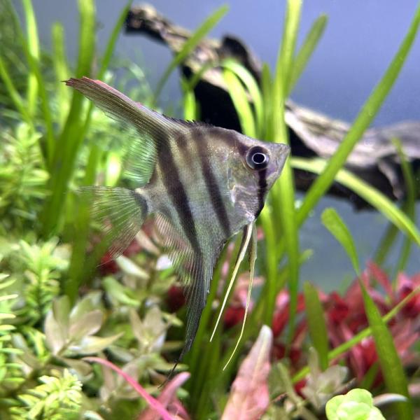 熱帯魚・エビ他　エンゼル・ディスカス　エンゼルフィッシュ　アルタム・エンゼル　スカラレ　ネグロアルタム　ワイルド　３匹　Ｐｔｅｒｏｐｈｙｌｌｕｍ　ａｌｔｕｍ　ｓｐ． 　国産　ブリード　　point50904seitai  RH  20240...
