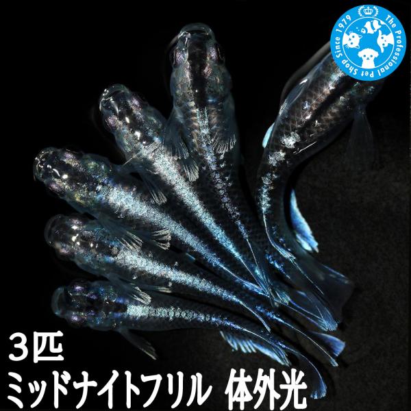sfset　_aqua　Ｏｒｙｚｉａｓ　ｌａｔｉｐｅｓ　ｖａｒ．　ビオトープにおすすめの生体　熱帯魚　エビ他　日本産メダカ　改良品種　幹之メダカ　垂水ロングフィン　鱗光　モルフォ　グアニン　キッシング　キッシングワイドフィン　2024091...