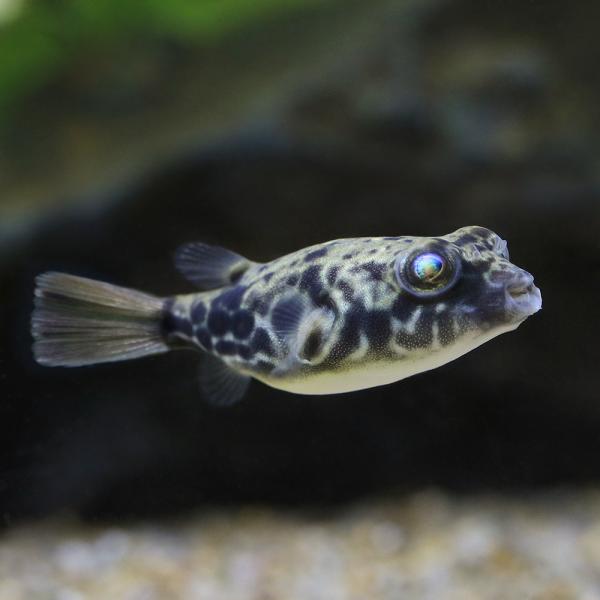 PF_SPQ　熱帯魚・エビ他　その他の熱帯魚　フグ・パファーの仲間　１匹　フグの仲間　淡水フグ　 Tetraodon ｐｕｓｔｕｌａｔｕｓ　  テトラオドン　パストゥレイタス　プストゥレイタス