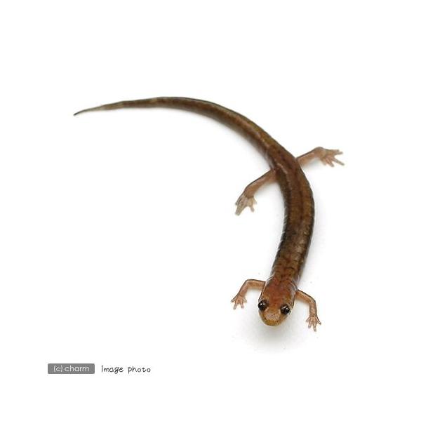 PF_SPQ　Urodela　Ambystomatidae　両爬生体　亀・爬虫類サラマンダー　amp_Salamander　kokuubinn_ng　reptile_databas　kaijyo　rkfes1508_pd_rslmnd