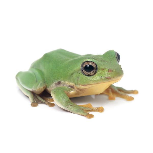 PF_SPQ　Hylidae　カエル　オタマ　両生　両爬生体　亀・爬虫類カエル　amp_Frog　terra_seitai　kokuubinn_ng　reptile_databas　amp_Tree_Frog
