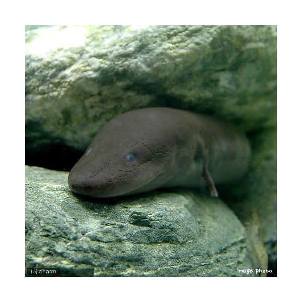 PF_SPQ　Sirenidaee　両爬生体　amp_Salamander　robsl02　kokuubinn_ng　reptile_databas　eccentric_amp　jrucrhbf_musr　nP4YUI6L　kaijyo y...