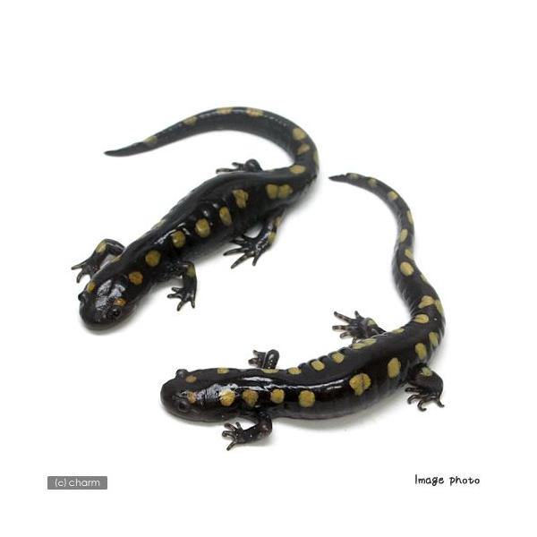 PF_SPQ　_hachu　sfset　Urodela　Salamandridae　両爬生体　亀・爬虫類　サラマンダー　スポテッドサラマンダー　スポットサラマンダー　スポテッド　スポット　amp_Salamander　20100628　ＭＫ...