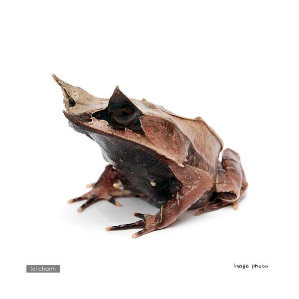 PF_SPQ　カエル　生体　_hachu　sfset　Ranidae　オタマ　両生　両爬生体　amp_Frog　amp_Land_Frog　terra_seitai　20101105　ＭＫ　tokge65　kokuubinn_ng　gekk...
