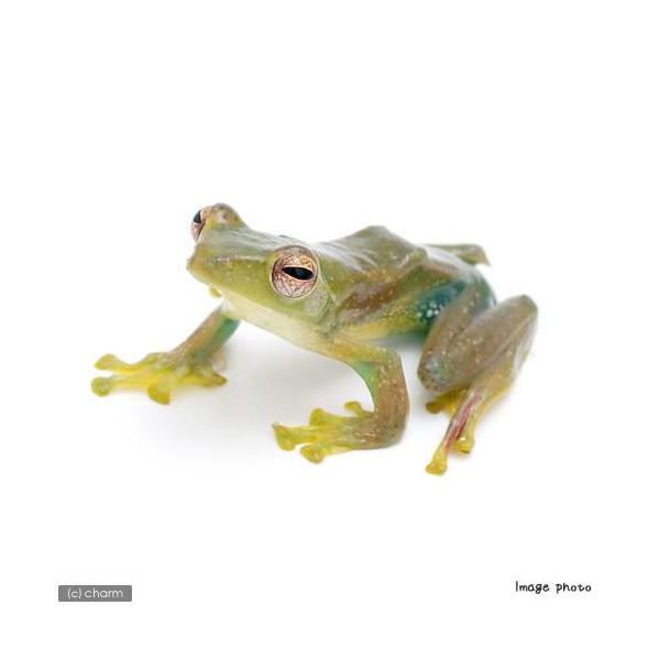 PF_SPQ　亀・爬虫類　Hylidae　カエル　オタマ　両生　両爬生体　amp_Frog　terra_seitai　ＭＫ　20101208　2010saimatsu_rep　kokuubinn_ng　マレートビガエル　reptile_da...