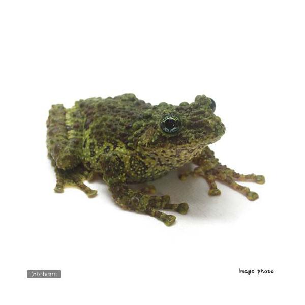 PF_SPQ　sfset　_hachu　亀・爬虫類　Hylidae　カエル　オタマ　両生　両爬生体　amp_Frog　20100730　YM　ベトナムコケガエル　terra_seitai　kaijyo　kssn_ms171101　kssn_...
