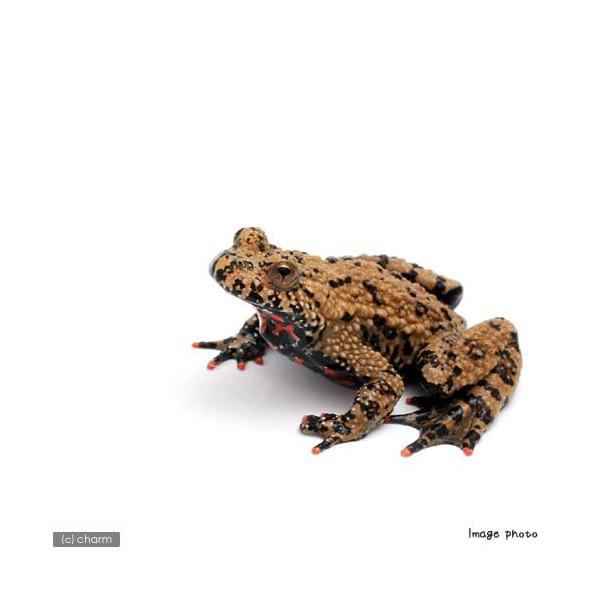PF_SPQ　Bombina　カエル　オタマ　両生　両爬生体　亀・爬虫類カエル　amp_Frog　terra_seitai　20101014　ＭＫ　kokuubinn_ng　_hachu　reptile_databas　amp_Land_F...