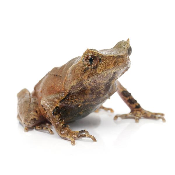 PF_SPQ　カエル　生体　Ranidae　オタマ　両生　両爬生体　amp_Frog　amp_Land_Frog　terra_seitai　20101229　ＭＫ　jdkeg09　kokuubinn_ng　reptile_databas　k...
