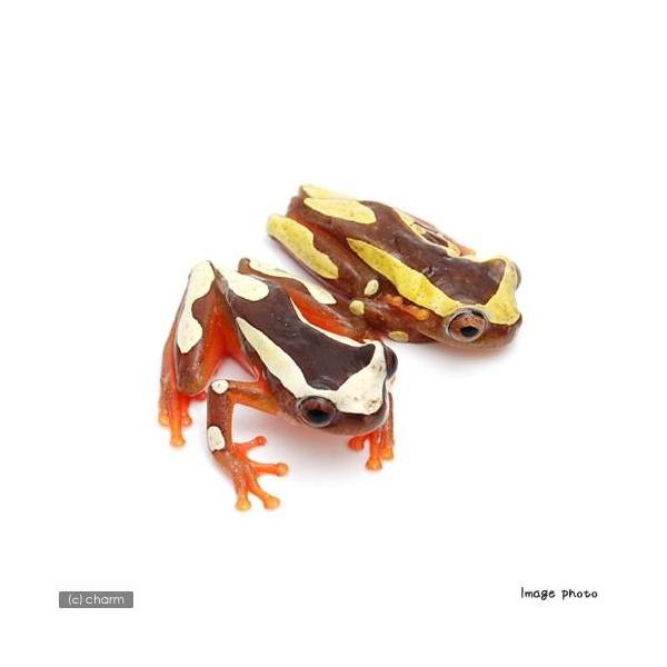 PF_SPQ　カエル　生体　Hylidae　オタマ　両生　両爬生体　亀・爬虫類カエル　amp_Frog　20110213　ＭＫ　terra_seitai　kokuubinn_ng　reptile_databas　ysiajv　xsafag　...