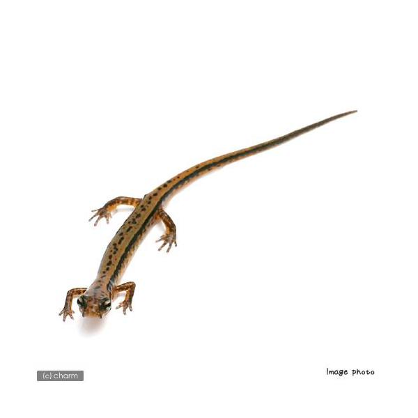 PF_SPQ　sfset　_hachu　Urodelambystomatidae　両爬生体　亀・爬虫類サラマンダーmp_Salamander　20110206　MKokuubinn_ng　iff636ix爬虫類　reptile_databa...
