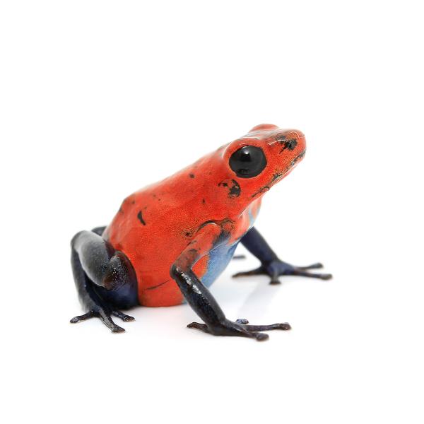 PF_SPQ　カエル　生体　sfset　_hachu　Dendrobatidae　オタマ　両生　両爬生体　亀・爬虫類カエル　amp_Frog　amp_Land_Frog　terra_seitai　20110211　ＭＫ　obgra89　nj...