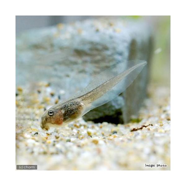 PF_SPQ　_kame　Leptodactylidae　カエル　オタマ　両生　両爬生体　亀・爬虫類　amp_Frog　20110403　ＭＫ　▼イエアメガエルオタマジャクシ　_hachu　reptile_databas　amp_Tree_...