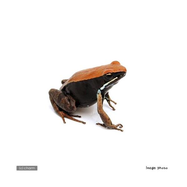 PF_SPQ　カエル　生体　sfset　_hachu　ヤドクガエル　マンテラ　オタマ　両生　両爬生体　亀・爬虫類カエル　amp_Frog　amp_Land_Frog　ＭＫ　terra_seitai　kokuubinn_ng　セアカアデガエル...