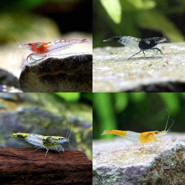 cherry_set　熱帯魚・エビ他　ヌマエビ系　ビギナーにオススメ　匹　淡水生体　エビ生体　ルリーシュリンプ　オレンジルリーシュリンプ　グリーンルリーシュリンプ　カルボーンシュリンプ　ブラックルリーシュリンプ　y24m12　2024121...