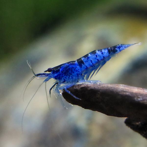 _aqua　熱帯魚・エビ他　ヌマエビ系　チェリーシュリンプ系　５匹　エビ生体　ブルーゼブラシュリンプ　Nｅｏｃａｒｉｄｉｎａ ｄａｖｉｄｉ　20241023　RN　y24m10　kaijyo